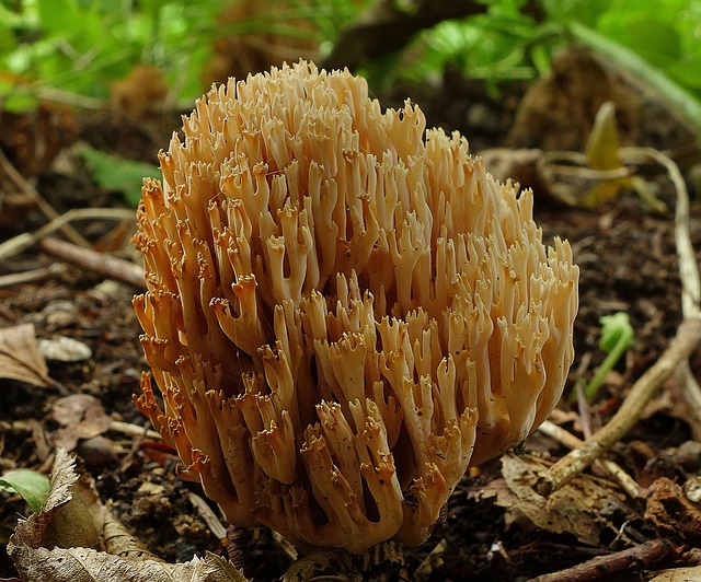 Fungo De Coral Cogumelo Natureza - Foto gratuita no Pixabay - Pixabay