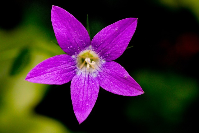 70,000+ Free Flower No Background & Beautiful Flowers Images - Pixabay