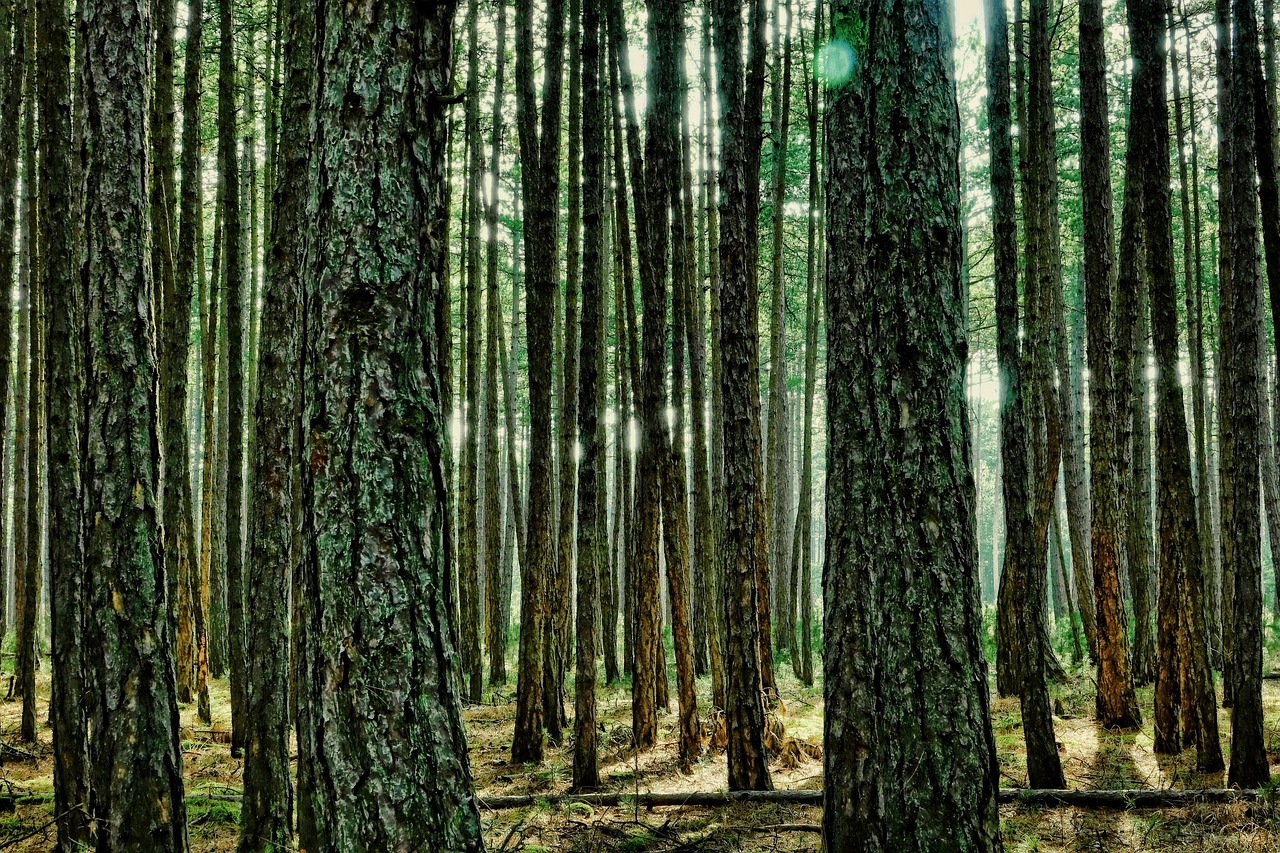 Wood Nature Tree - Free photo on Pixabay - Pixabay