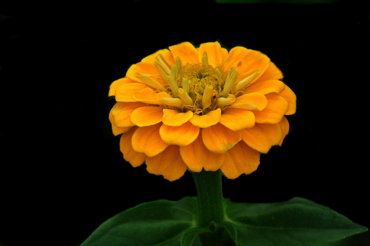 Flor Zinnia Amarillo - Foto gratis en Pixabay - Pixabay
