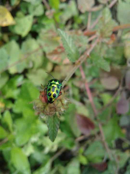 Nature Insecte En Plein Air - Photo gratuite sur Pixabay - Pixabay