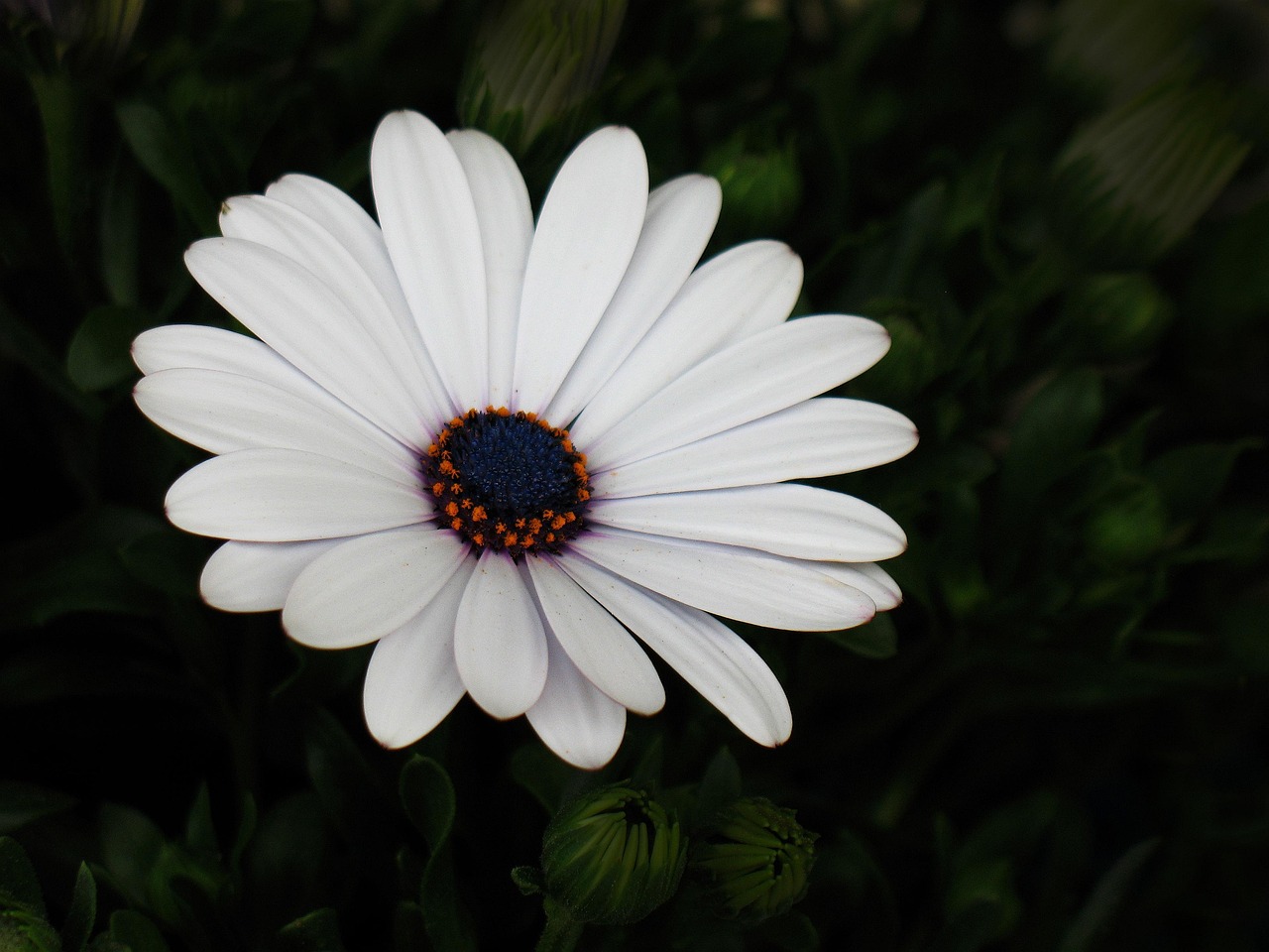 Flor Flora Naturaleza - Foto gratis en Pixabay - Pixabay