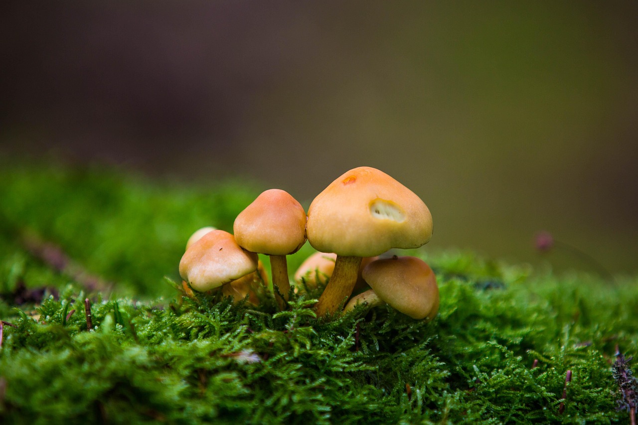 200+ Free Mushroom 4K Wallpaper & Mushroom Images - Pixabay