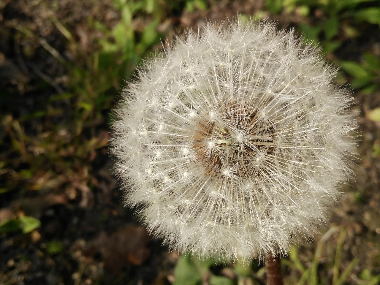 Dandelion Nature Flora - Free photo on Pixabay - Pixabay