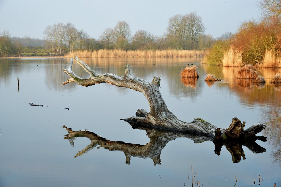 Body Of Water Nature Tree - Free photo on Pixabay