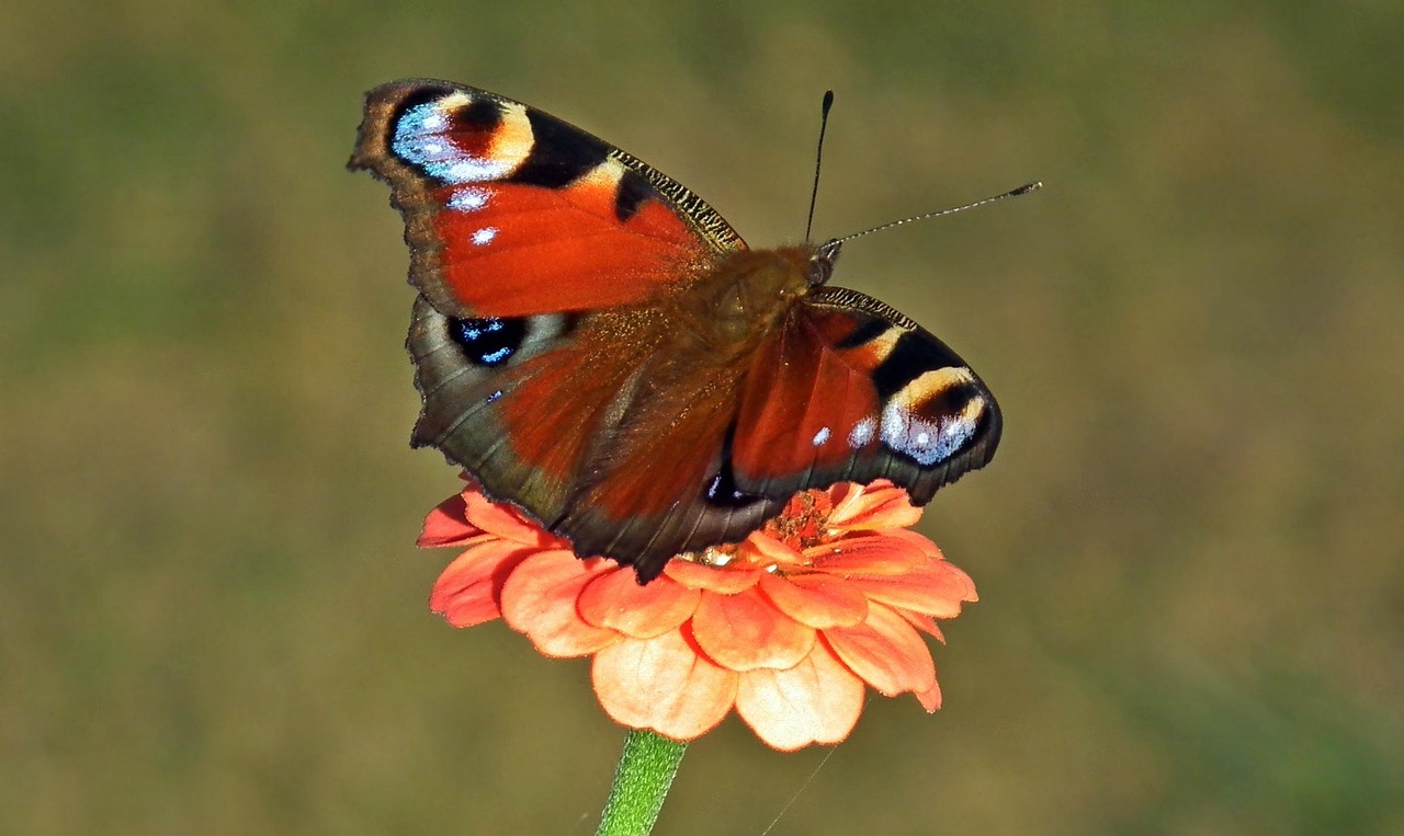 Naturaleza Insecto Animales - Foto gratis en Pixabay - Pixabay
