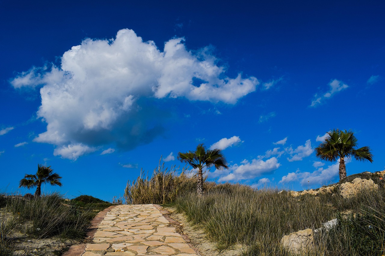 Path Palm Trees Nature - Free photo on Pixabay