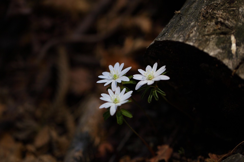 Nature Plant Outdoors - Free photo on Pixabay
