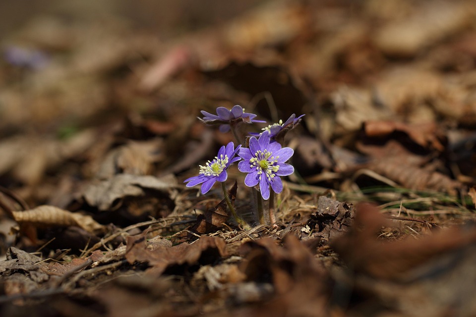 Nature Outdoors Plant - Free photo on Pixabay