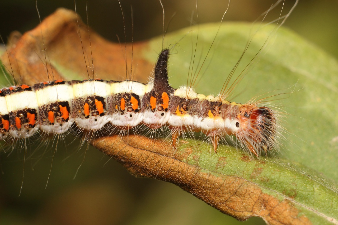 Caterpillar Larva Animals - Free photo on Pixabay