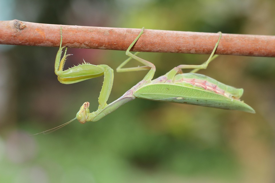 Mantis Sheet Plant - Free photo on Pixabay - Pixabay