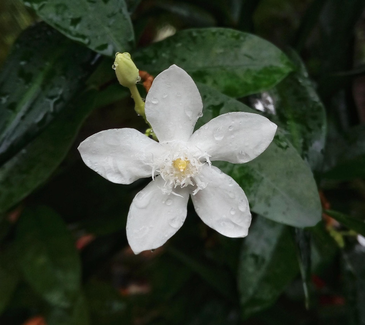 Fleur Feuille Flore - Photo gratuite sur Pixabay - Pixabay