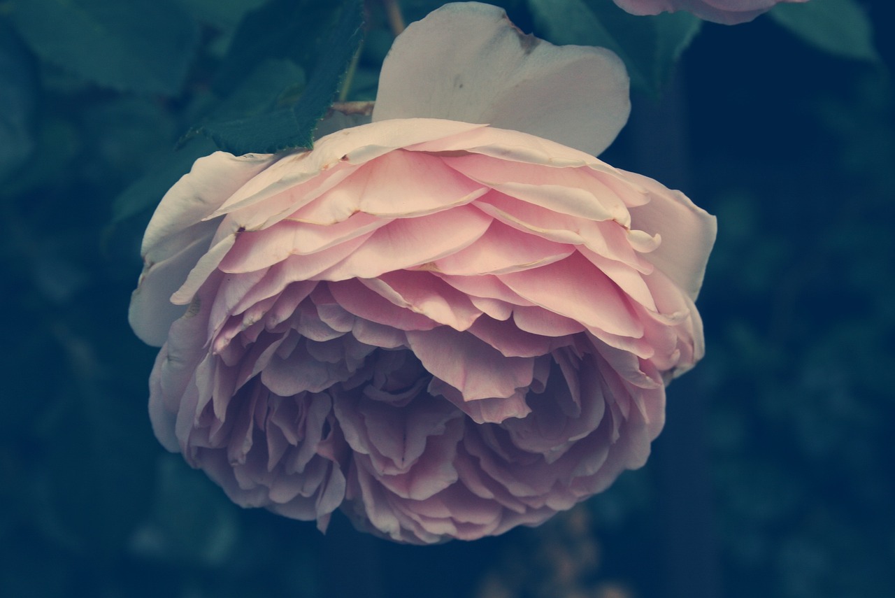 60,000+ Free Instagram Flower & Instagram Images - Pixabay