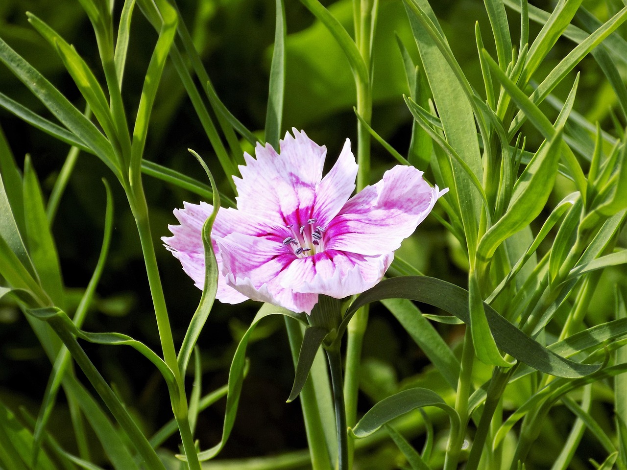 Nature Flora Flower - Free photo on Pixabay - Pixabay