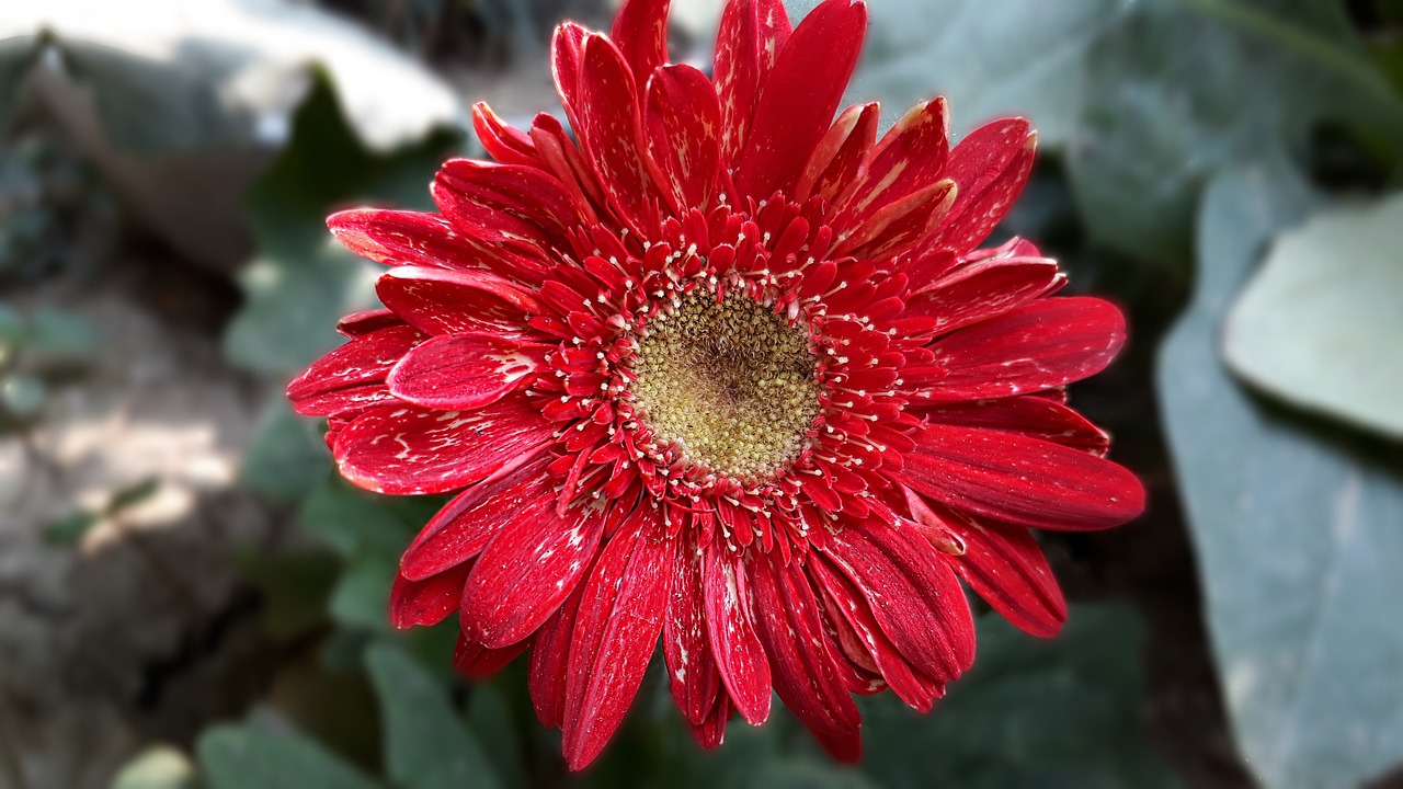 Bunga Flora Alam Daun - Foto gratis di Pixabay - Pixabay