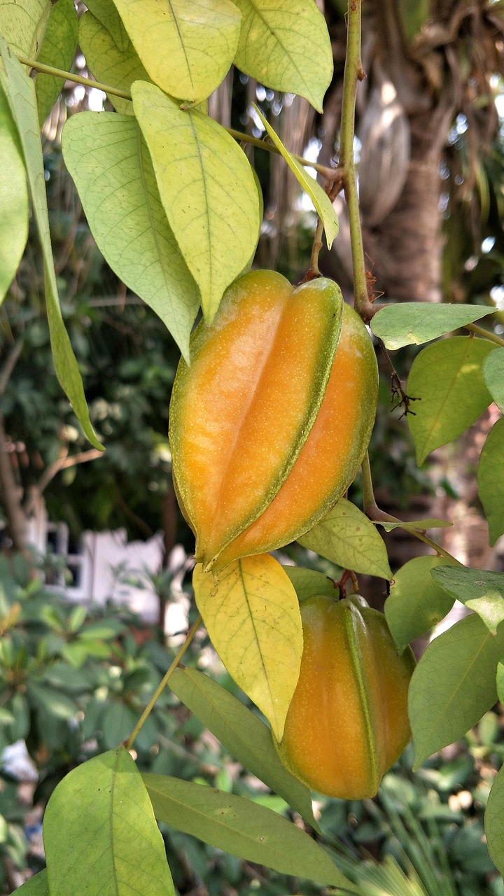 40+ Free Carambola & Starfruit Images - Pixabay