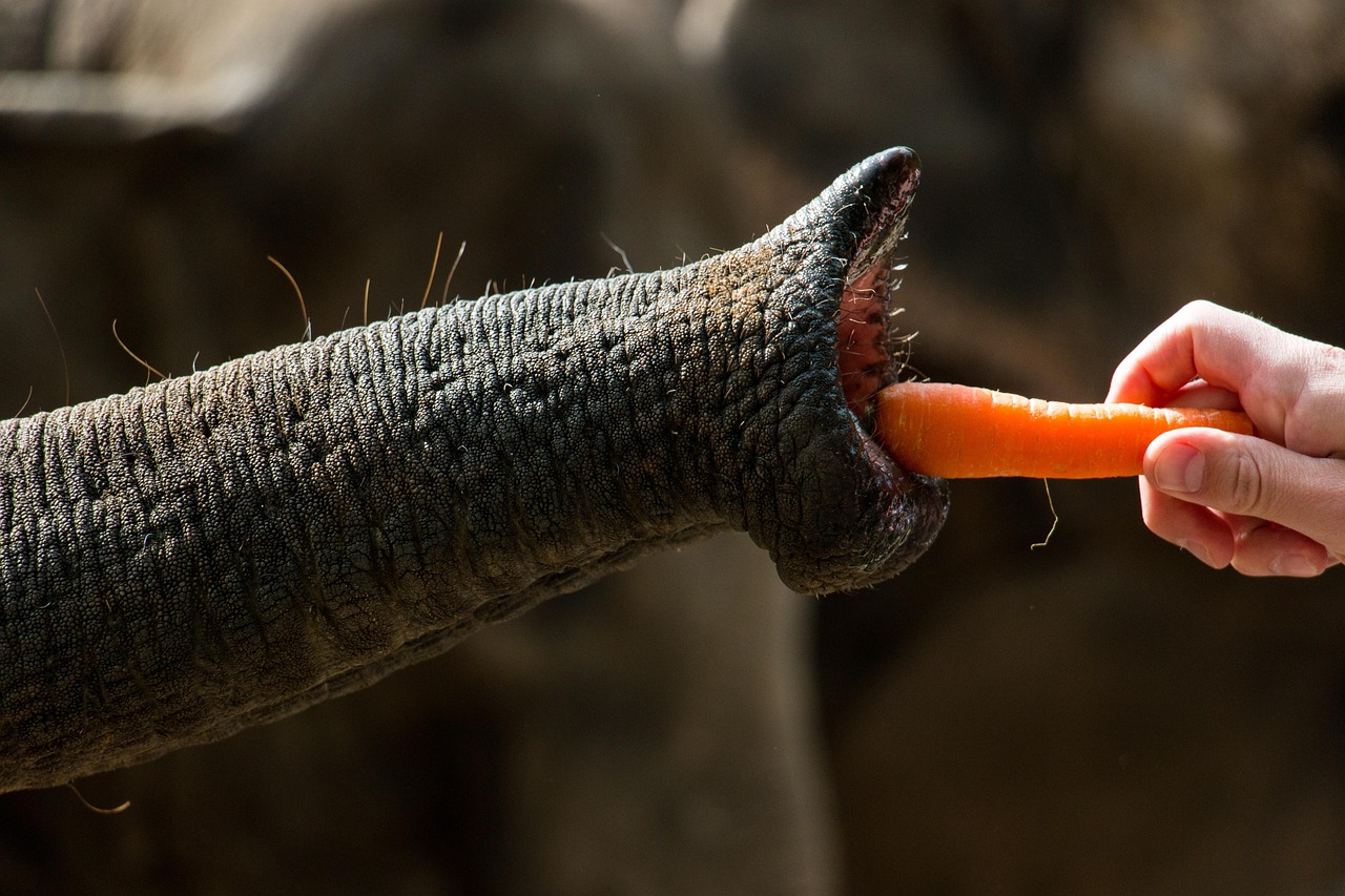 Page 7 - 5,000+ Free Elephant & Nature Photos - Pixabay