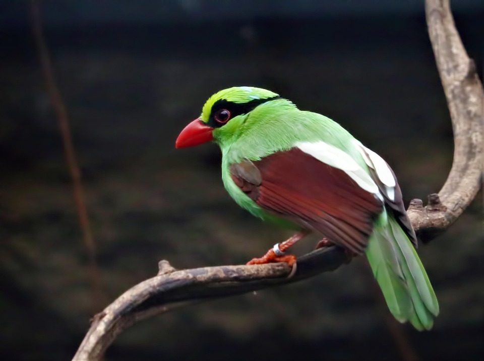Green Magpie Endangered - Free photo on Pixabay