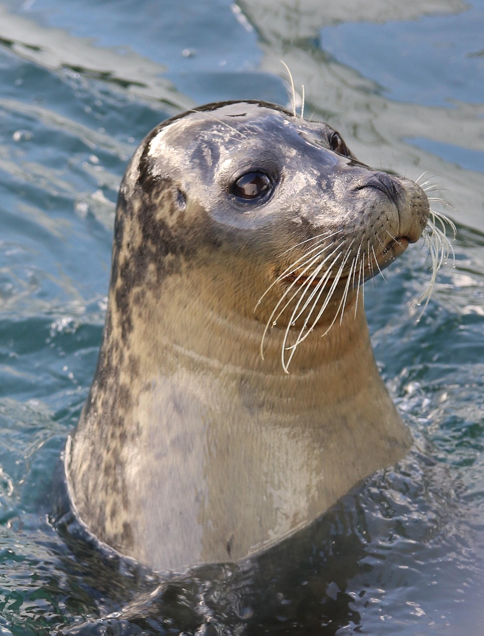 100,000+ Free Sea Lions & Lion Images - Pixabay