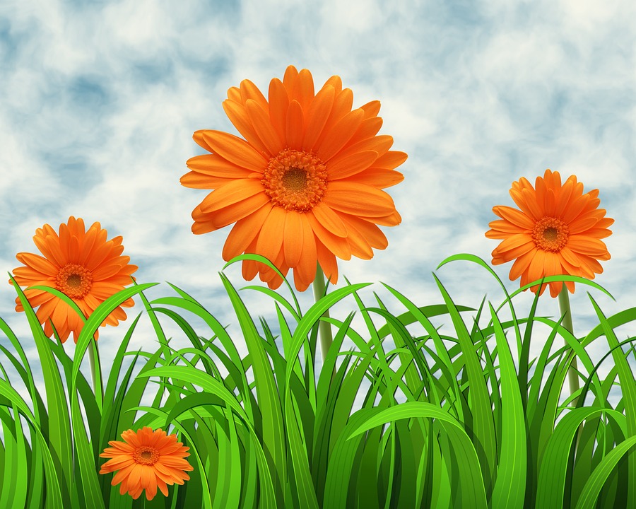 Blumen Natur Liebling - Kostenloses Foto auf Pixabay - Pixabay