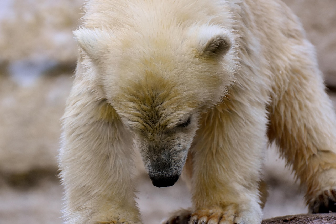 Oso De Hielo Zoo Alimentación - Foto gratis en Pixabay - Pixabay