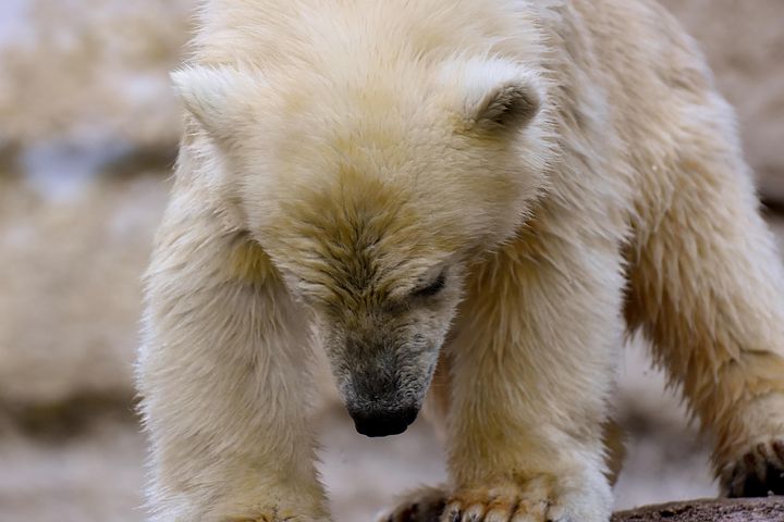 400+ Free Polar Bears & Polar Bear Photos - Pixabay