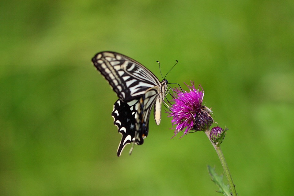 Papillon Nature Insectes En Plein - Photo gratuite sur Pixabay