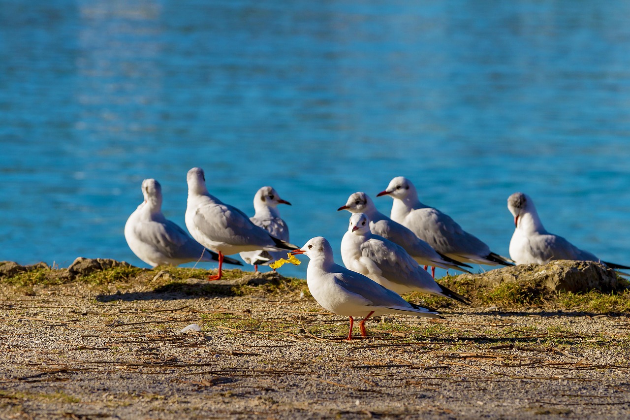 Gull Bird Seagulls - Free photo on Pixabay