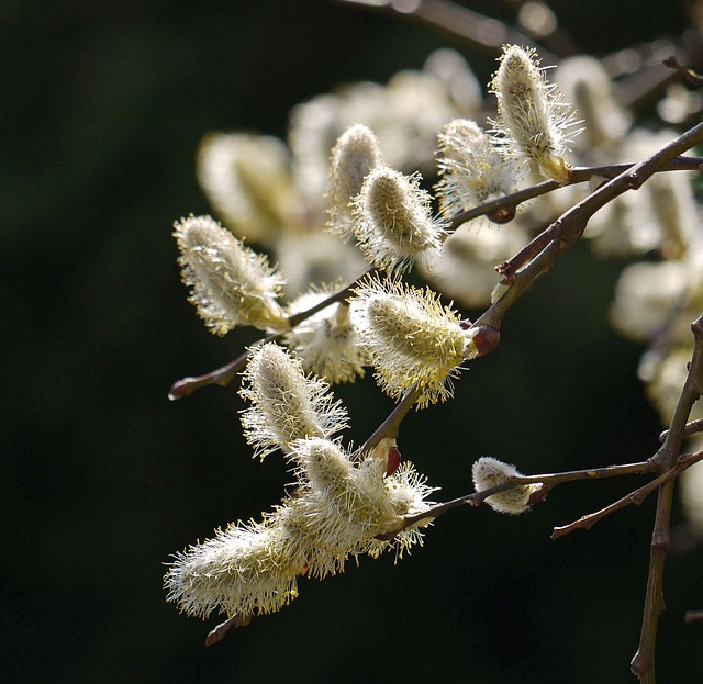 Willow Catkin Fully Blossomed - Free photo on Pixabay - Pixabay