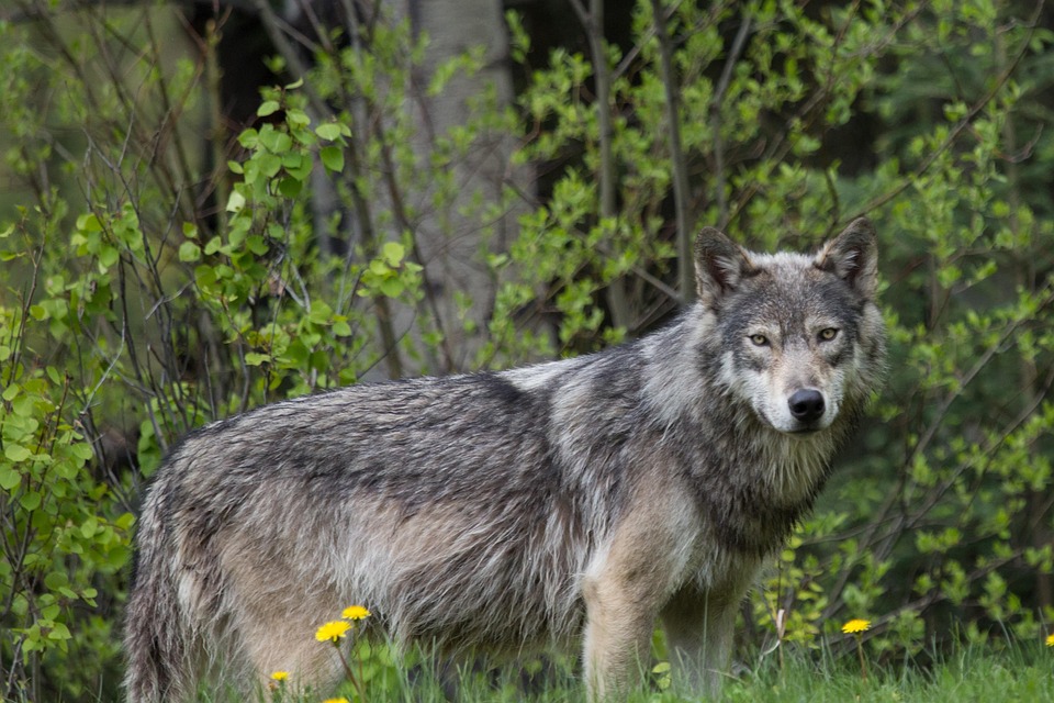 Nature Wildlife Mammal - Free photo on Pixabay