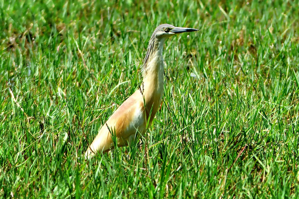 Nature Grass Bird - Free photo on Pixabay - Pixabay