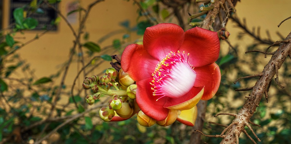 Cannonball Tree Red - Free photo on Pixabay - Pixabay