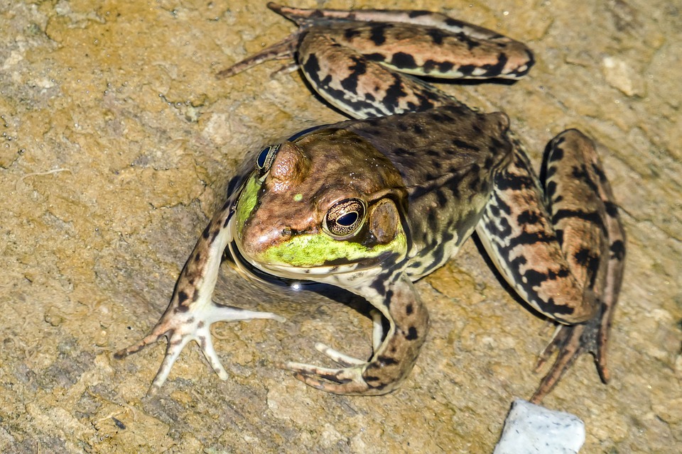 Natur Tier Tierwelt - Kostenloses Foto auf Pixabay - Pixabay