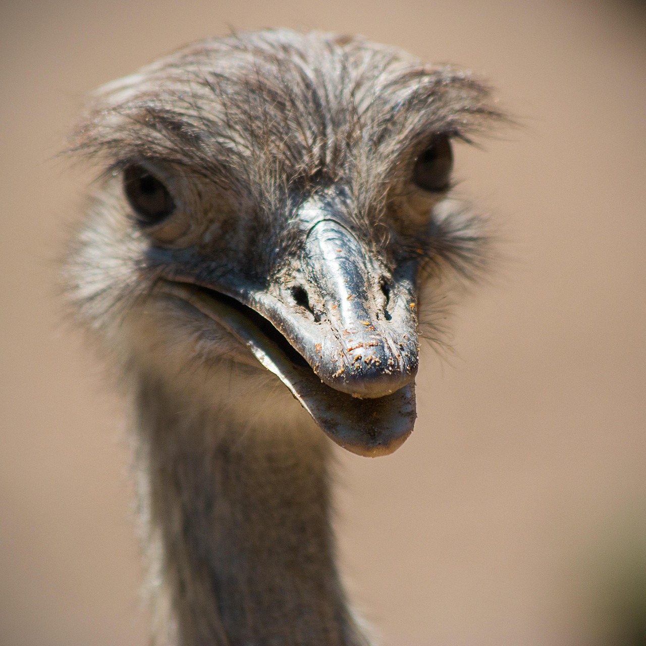 300+ Free Emu & Nature Images - Pixabay