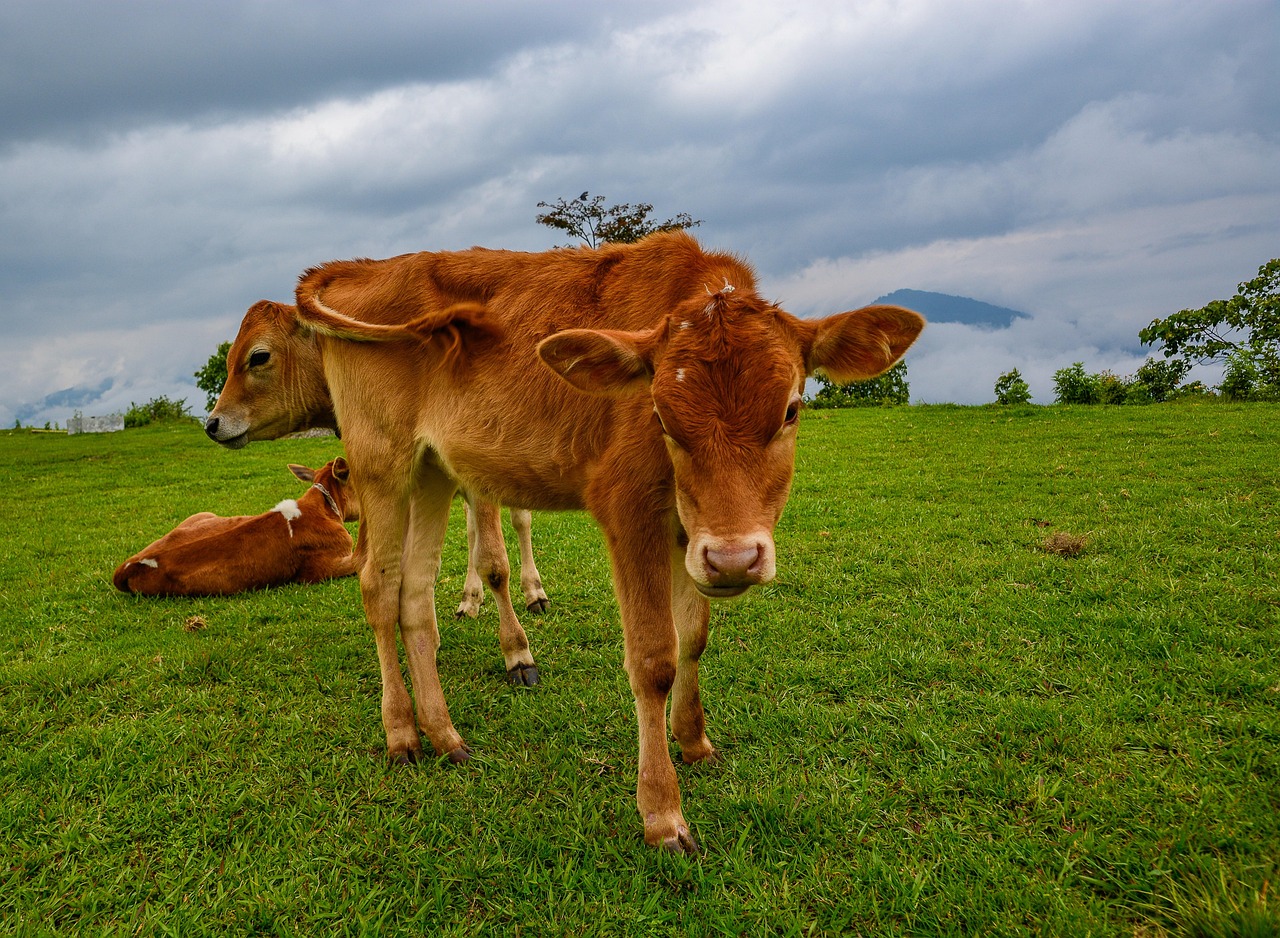 Farm Hayfield Agriculture - Free photo on Pixabay