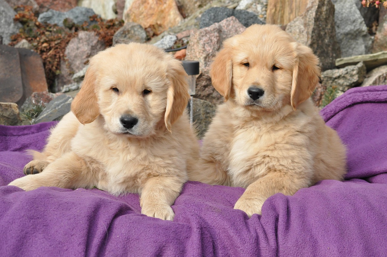 Más de 50 000 imágenes gratis de Perros Golden Retriever y Animal - Pixabay