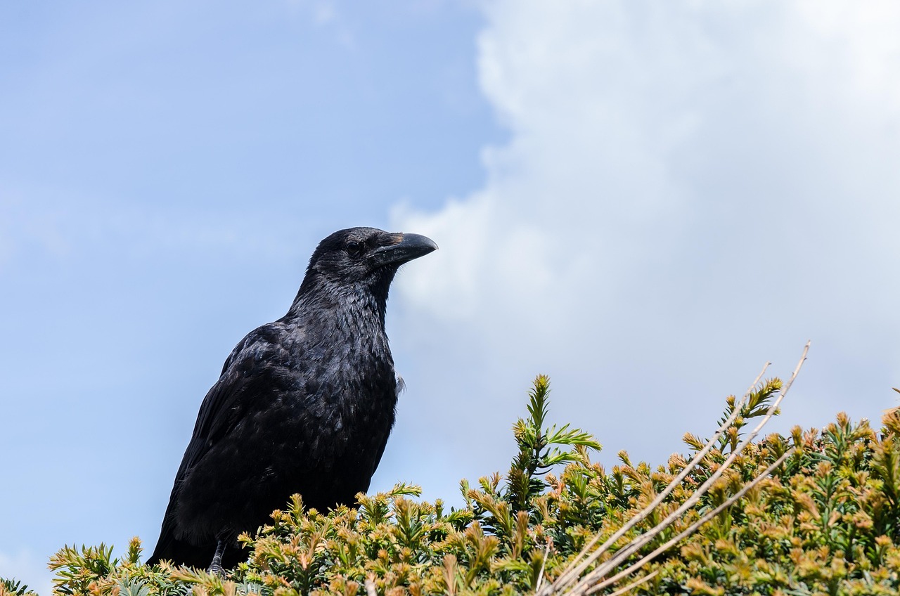 10+ Free Crow Picture & Crow Images - Pixabay