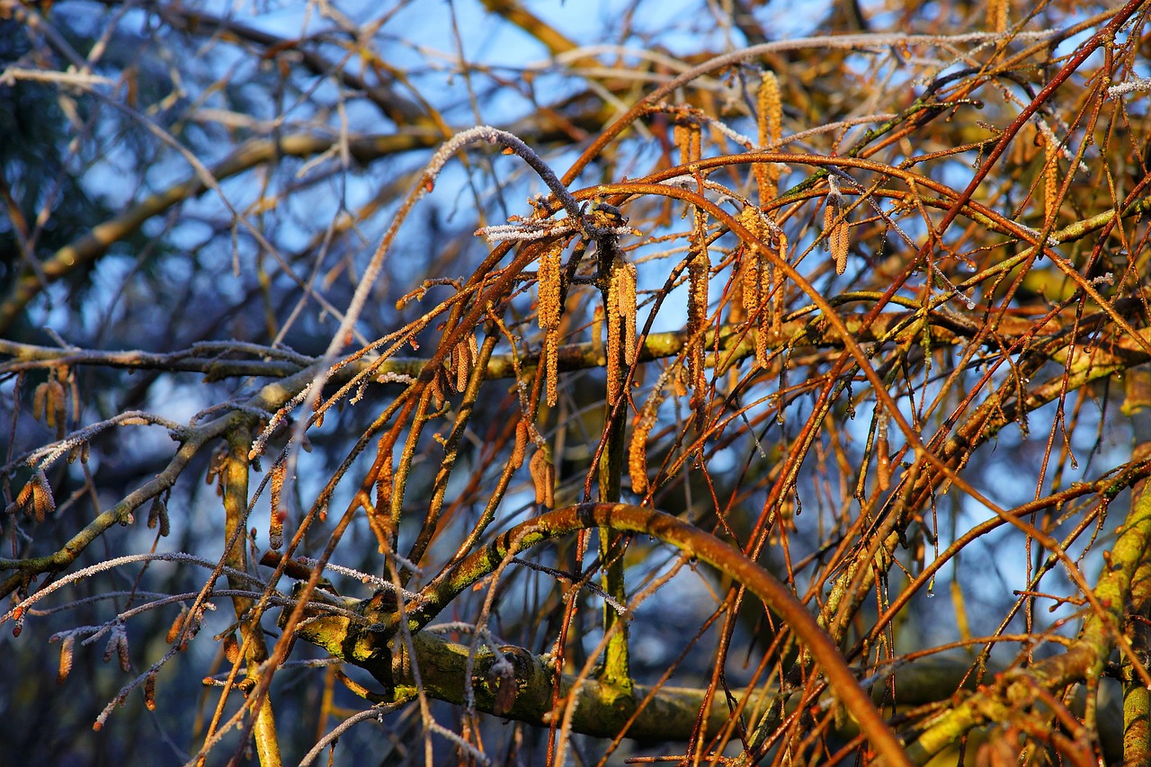 Nature Tree February - Free photo on Pixabay - Pixabay