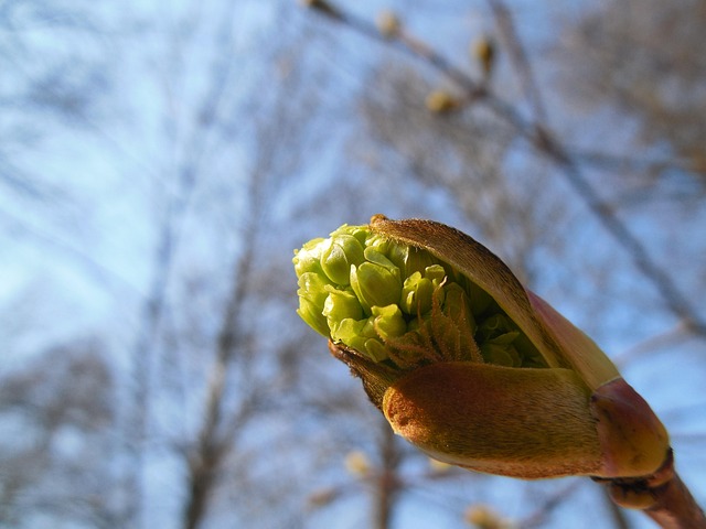 A Blooming Bud Spring Nature - Free photo on Pixabay - Pixabay