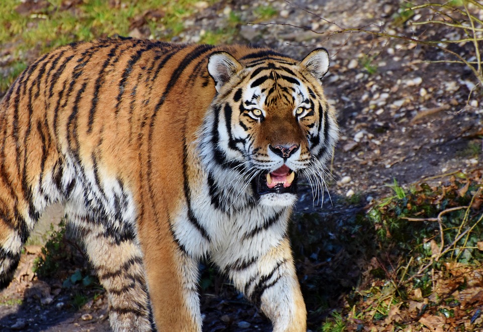 Tiger Big Cat Predator - Free photo on Pixabay