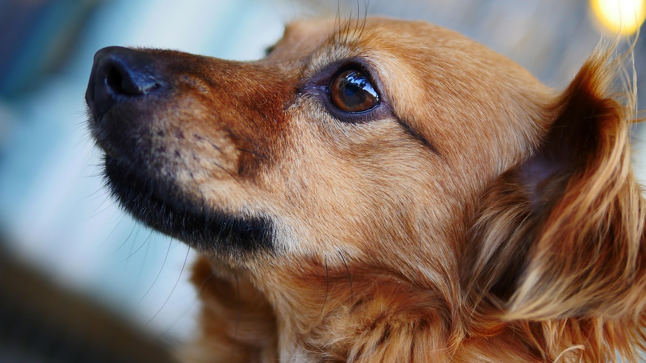 Más de 300 imágenes gratis de Animales Tiernos y Tierno - Pixabay
