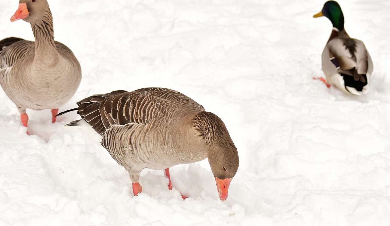 Geese Duck Waterfowl - Free photo on Pixabay