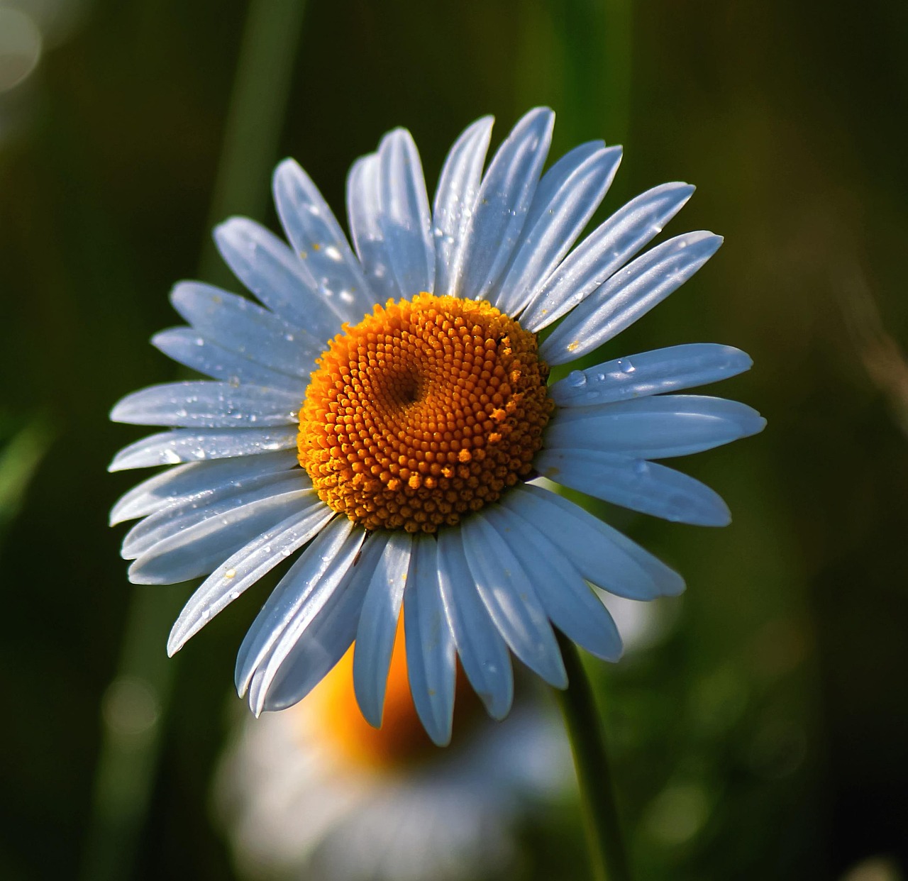 Free Photo Daisy Flowers Free Daisy Stock Photos & Pictures