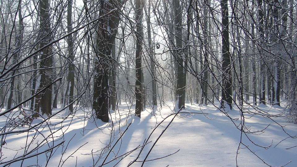 Der Park Winter Ein Baum - Kostenloses Foto auf Pixabay - Pixabay