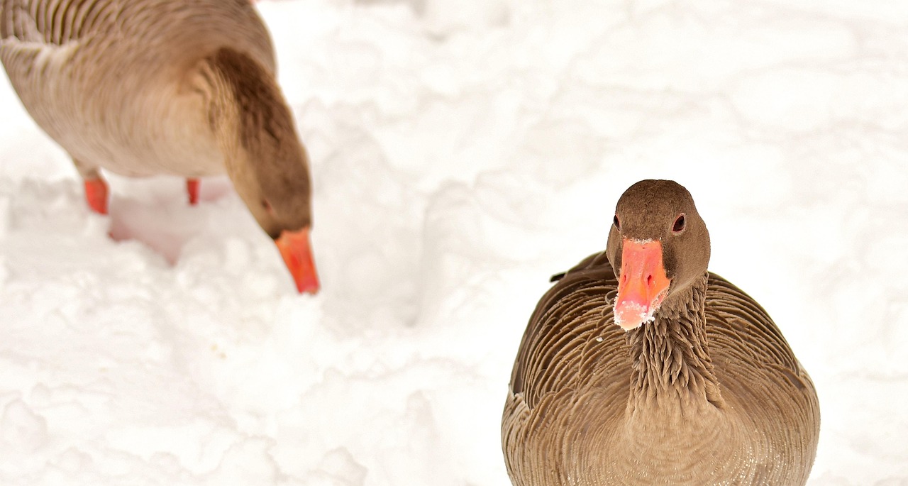 Baby Snow Goose