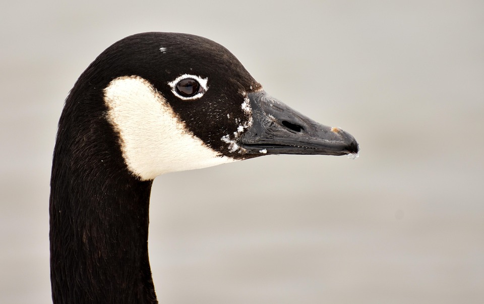 Angsa Burung Air Wild Goose - Foto gratis di Pixabay - Pixabay