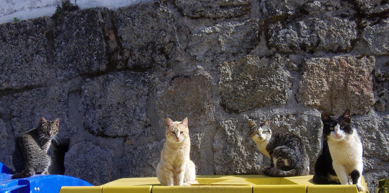 Cats Feline Animal - Free photo on Pixabay - Pixabay