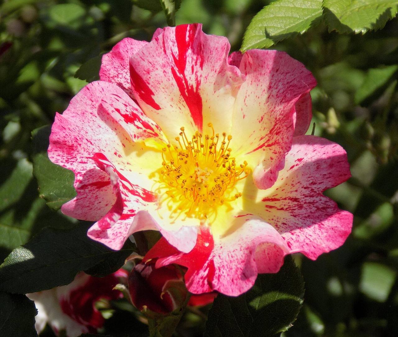 Rose Nature Flower - Free photo on Pixabay - Pixabay