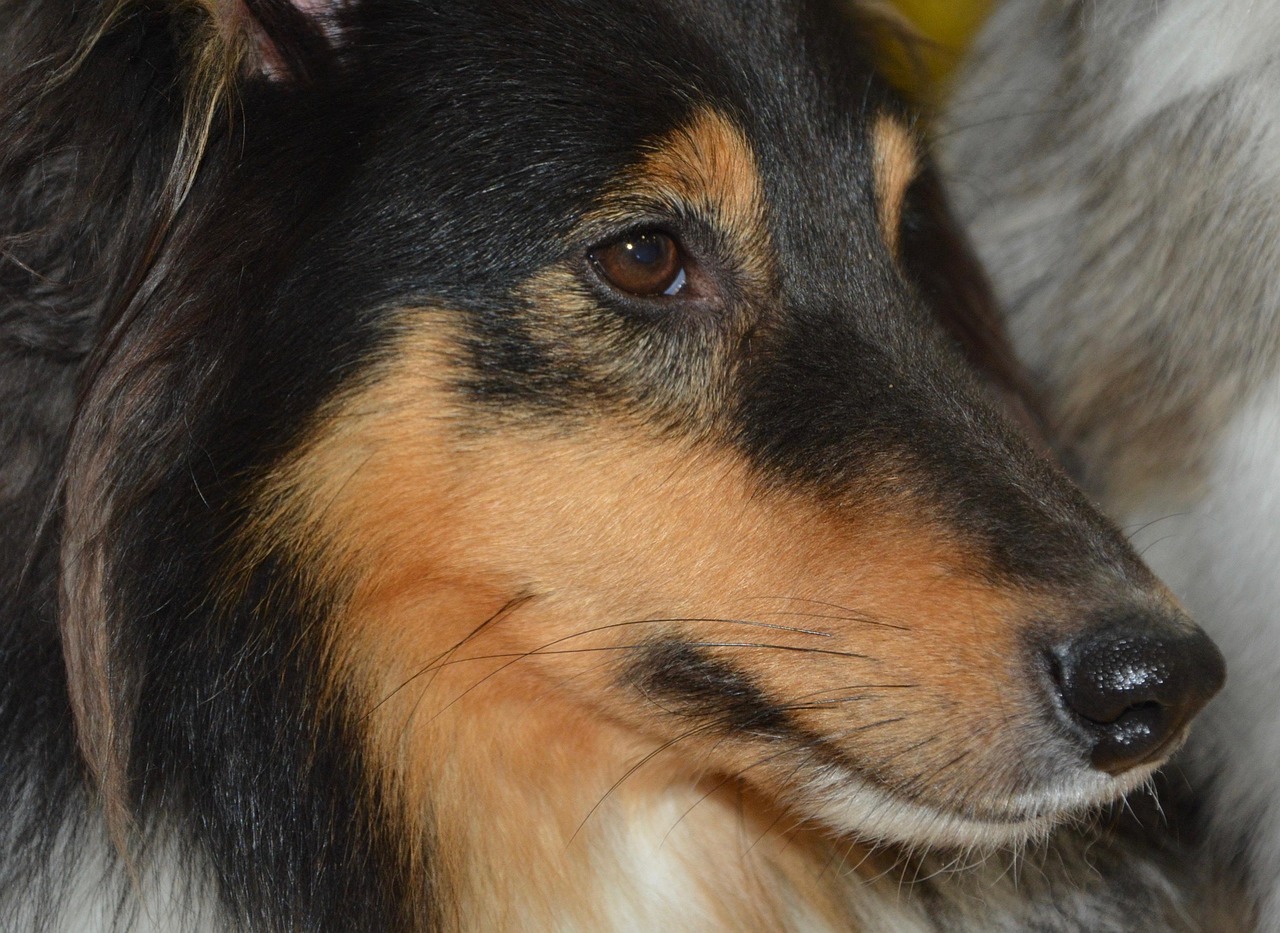 Dog Shetland Sheepdog Portrait - Free photo on Pixabay - Pixabay