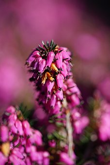6+ Free Erica Multiflora & Erika Images - Pixabay